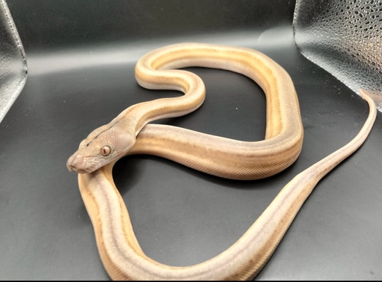 Platinum Titanium Tiger Het Albino Reticulated Python by The Ivory ...