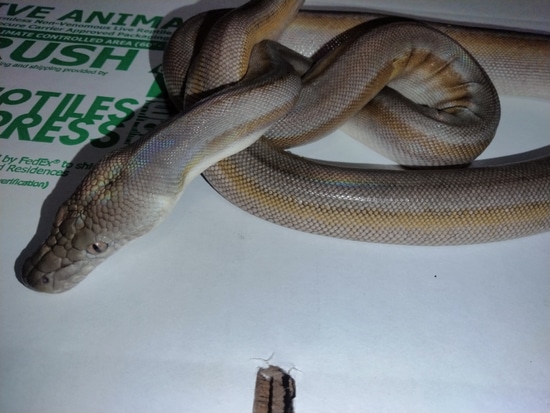 Plattytitaniu1 Reticulated Python by The Ivory Connection