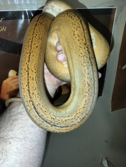 Mocha Golden Child Tiger Reticulated Python by The Ivory Connection