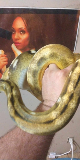 Paradox Citron Sunfire Platinum Tiger Reticulated Python by The Ivory ...