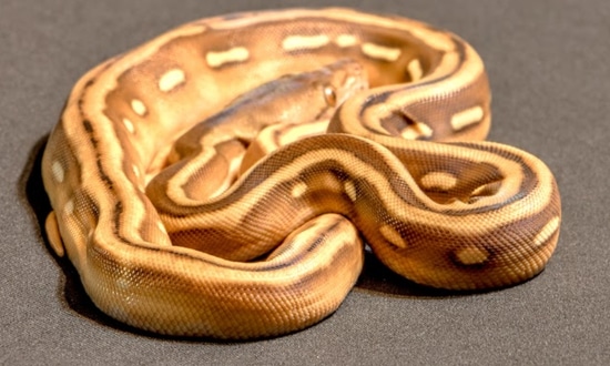 Phantom Sunfire Tiger Het Purple Reticulated Python by The Ivory Connection
