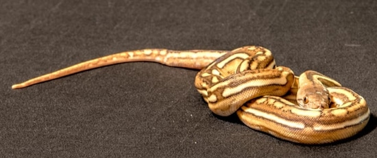 Phantom Sunfire Super Tiger Het Purple Reticulated Python by The Ivory Connection