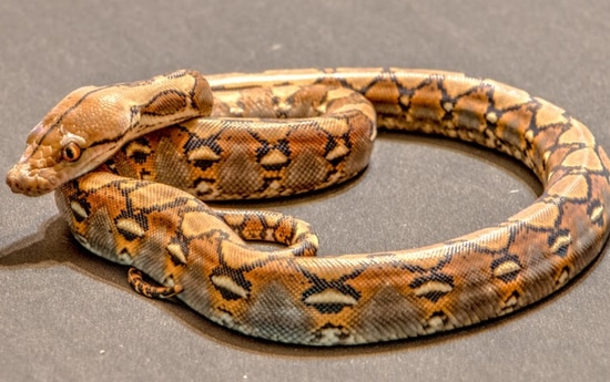 Normal Het Albino Reticulated Python by The Ivory Connection