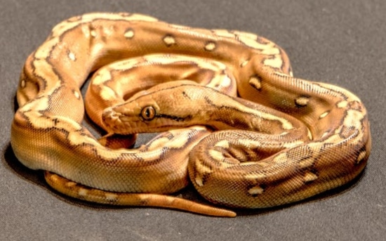 Sunfire Phantom Het Purple Reticulated Python by The Ivory Connection