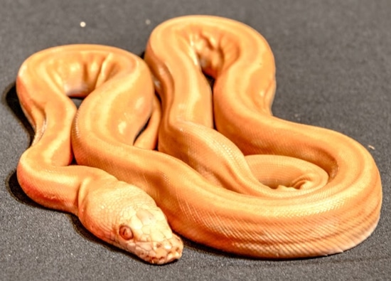 Purple Sunfire Phantom Tiger Reticulated Python by The Ivory Connection