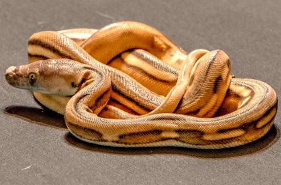 Sunfire Super Tiger Het Albino Reticulated Python by The Ivory Connection
