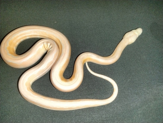 Lavender Albino Motley Platinum Sunfire Reticulated Python by The Ivory ...
