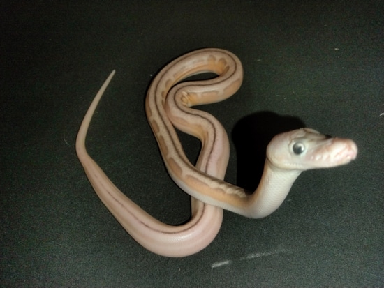 Sunfire Platinum Motley Super Tiger Reticulated Python by The Ivory ...