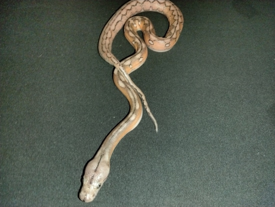 Platinum Motley Tiger Reticulated Python by The Ivory Connection