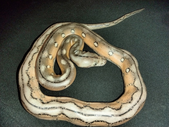 Motley Platinum Sunfire Tiger Reticulated Python by The Ivory Connection