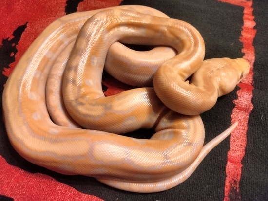 Albino Phantom Reticulated Python by The Ivory Connection