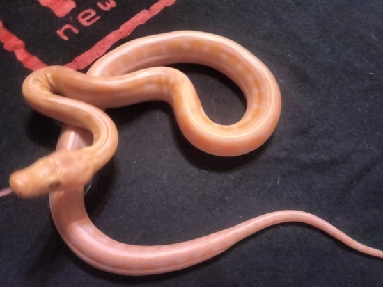 Albino Motley Phantom Tiger Reticulated Python by The Ivory Connection