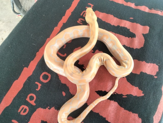 Albino Platinum Reticulated Python by The Ivory Connection