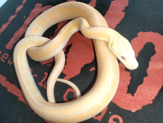 Albino Motley Platinum Reticulated Python by The Ivory Connection