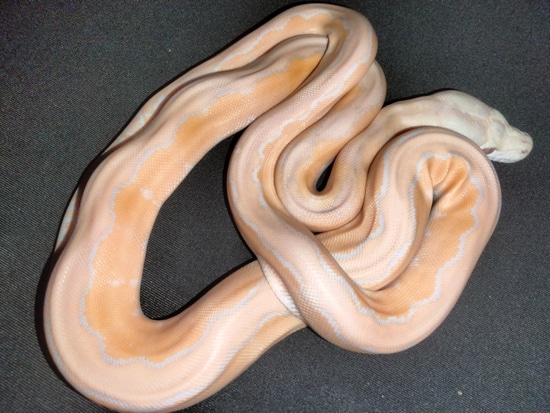 Lavender Albino Motley Platinum Reticulated Python by The Ivory Connection