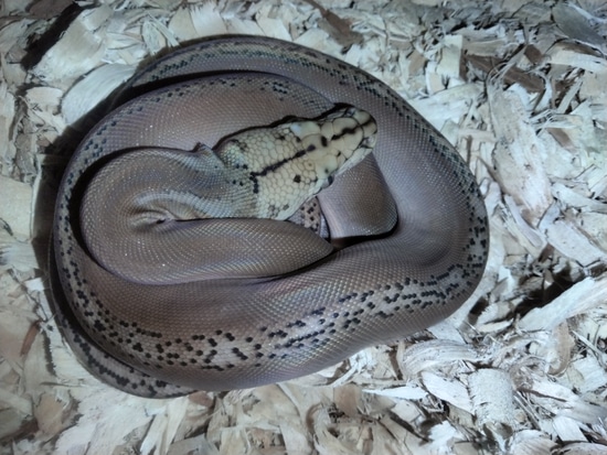 Phantom Motley Het Albino Reticulated Python by The Ivory Connection