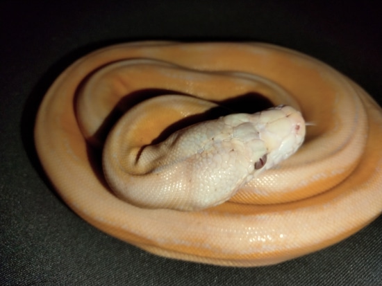 Lavender Albino Motley Platinum Tiger Reticulated Python by The Ivory ...