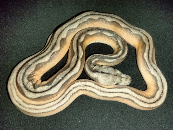 Motley Sunfire Tiger Het Albino Reticulated Python by The Ivory Connection
