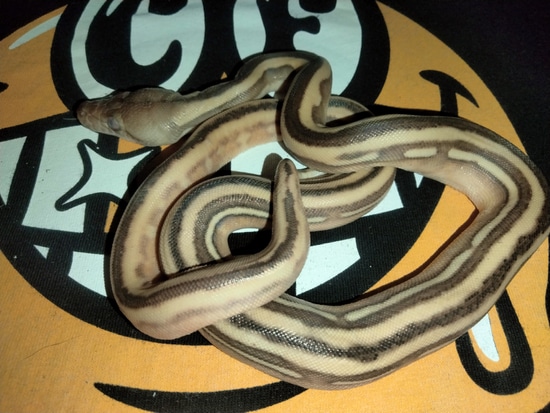 Phantom Sunfire Super Tiger Het Purple Albino Reticulated Python by The ...