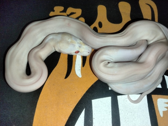 Lavender Albino Sunfire Motley Ivory Reticulated Python by The Ivory ...