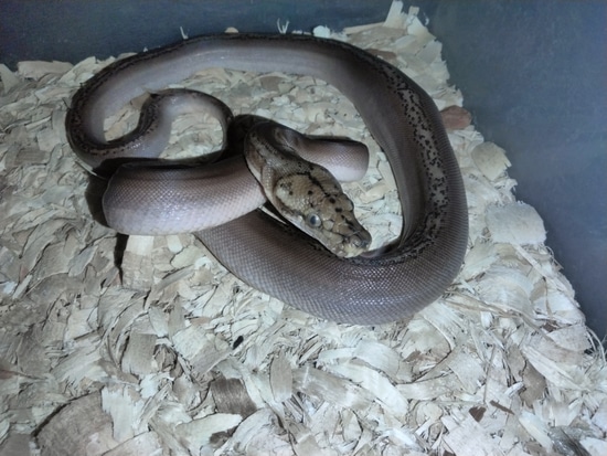 Motley Phantom Het Purple Albino Reticulated Python by The Ivory Connection