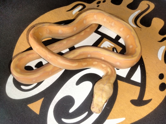 Lavender Albino Sunfire Phantom Reticulated Python by The Ivory Connection