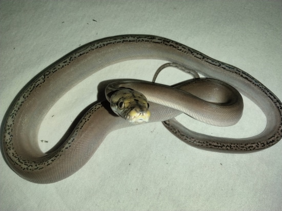 Motley Phantom Het Purple Albino Reticulated Python by The Ivory Connection