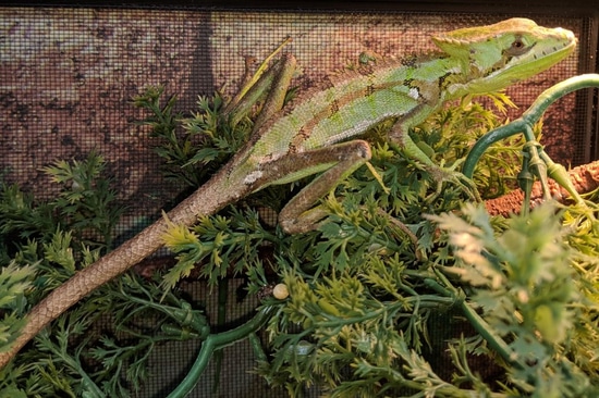 Serrated Conehead Lizard More Lizard by The Jungle Florida