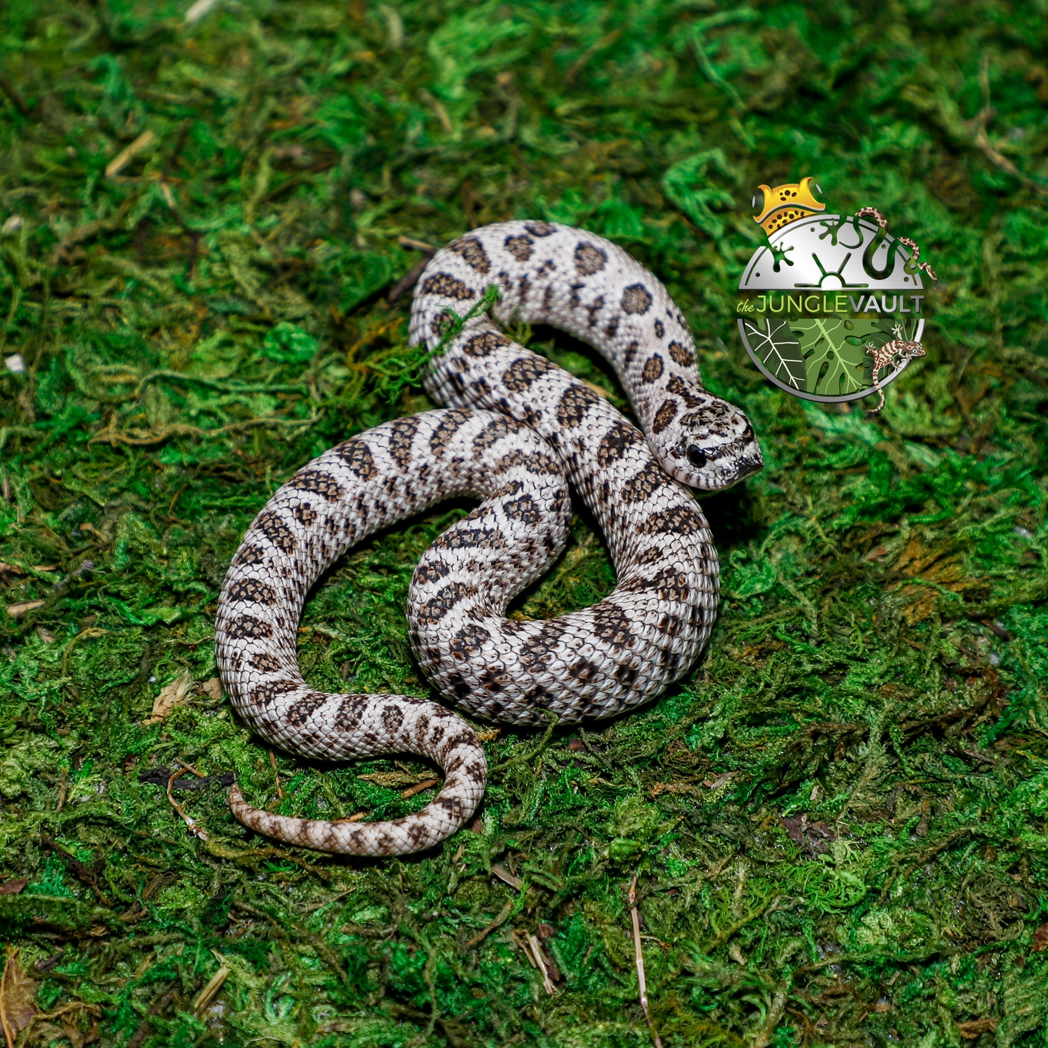 Super Arctic Het Lavender PH Sunburst Western Hognose by The Jungle ...