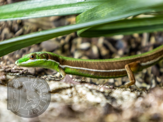 Green Grass Lizards More Lizard by The Jungle Vault