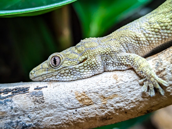 RTB Eurydactylodes Symmetricus Chameleon Gecko by The Jungle Vault