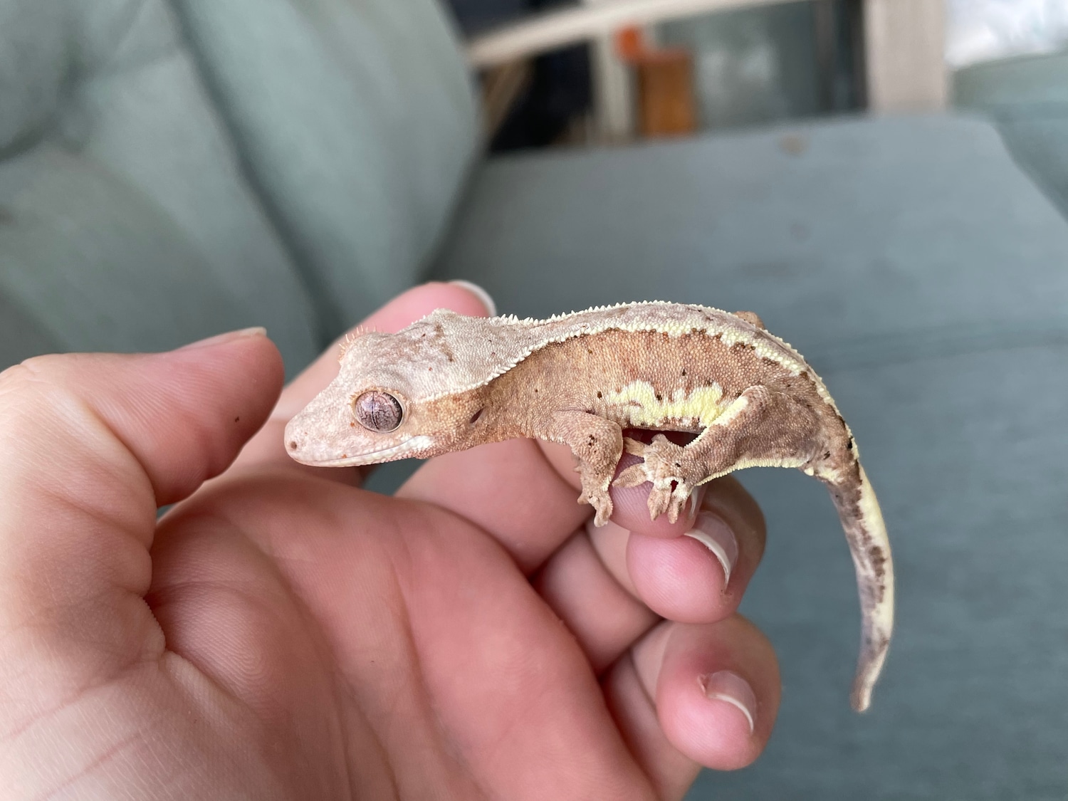 Odd Ball Crested Gecko by Geckos Of Knight - MorphMarket