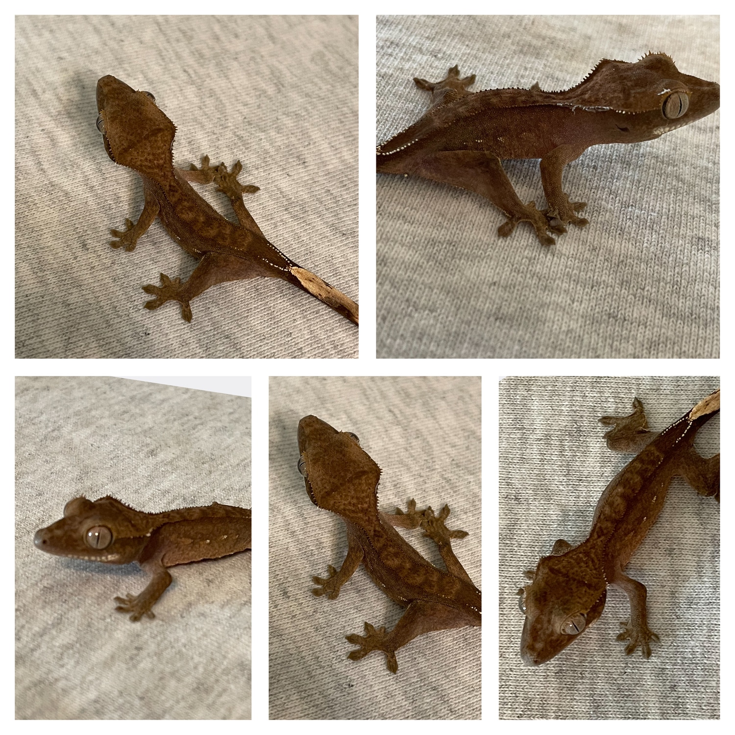 Dark/Charcoal Crested Gecko by Geckos Of Knight - MorphMarket