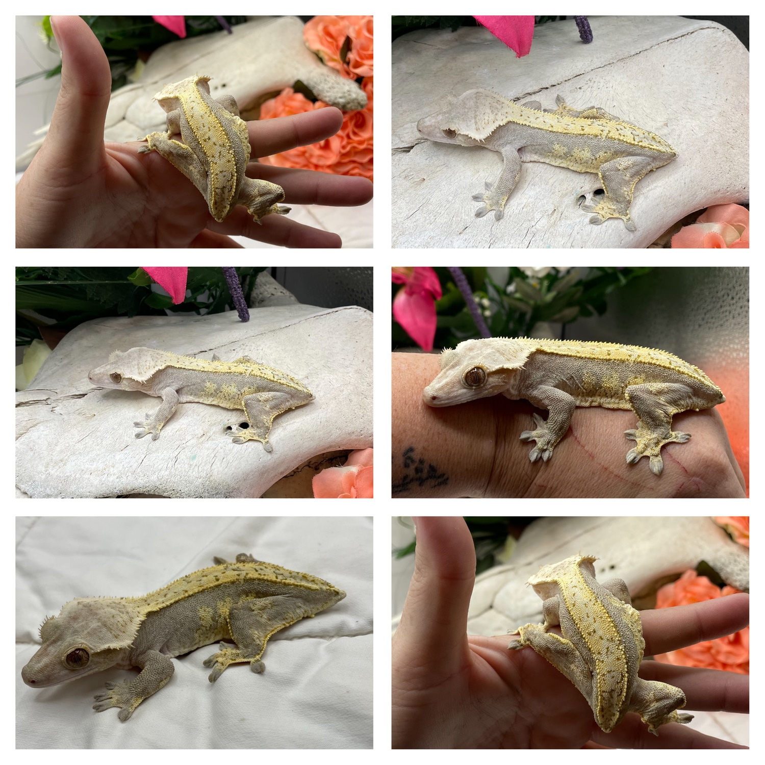 RTB Female Free Shipping Crested Gecko by Geckos Of Knight - MorphMarket