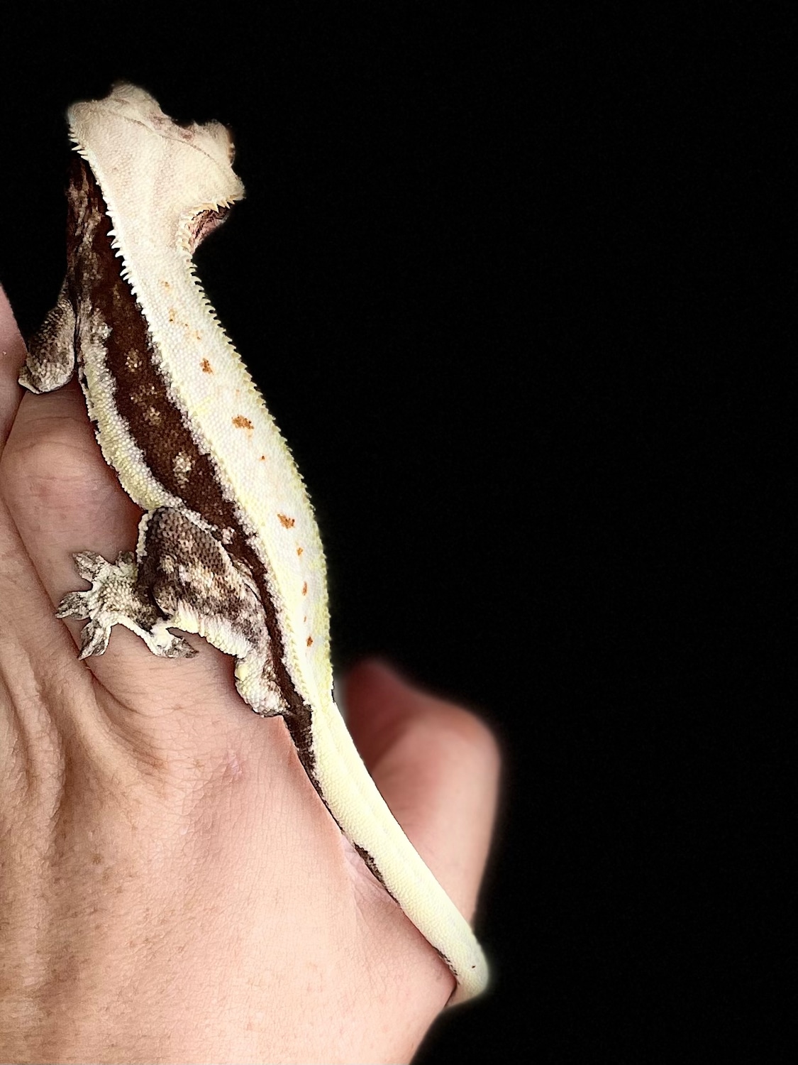 🖤black Friday Sale. Rtb Lilly White Crested Gecko by Geckos Of Knight ...