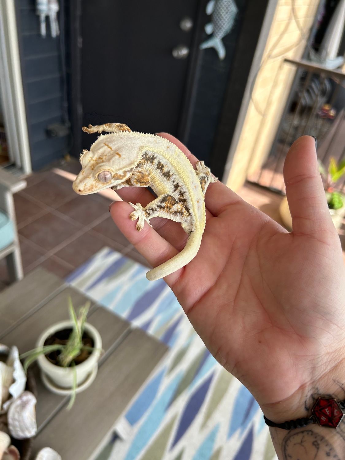 Tri-Color Lilly White Whipped Cream Crested Gecko by Geckos Of Knight ...