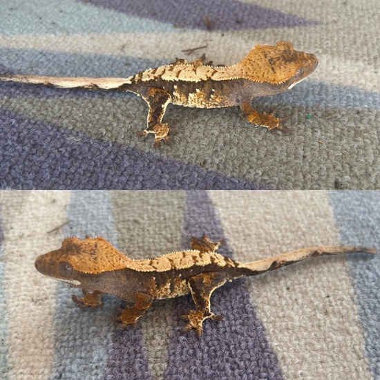 Jam (Partho Kid) *** FREE SHIPPING*** Crested Gecko by Geckos of Knight
