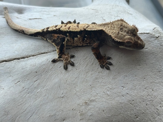 Partho. Quinn Crested Gecko by Geckos of Knight