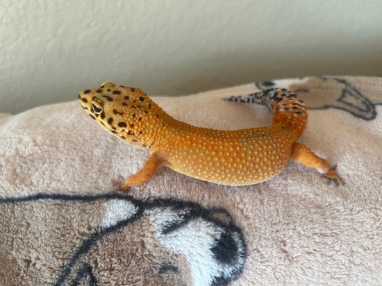 Lemon Drop Leopard Gecko by The Knight Gecko Cave