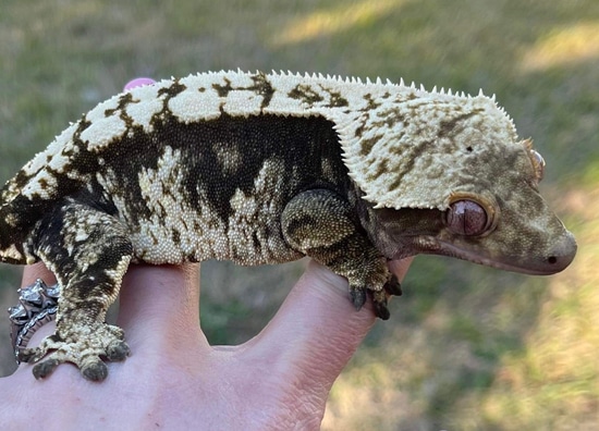 Hot Sale Crested Gecko by Geckos of Knight