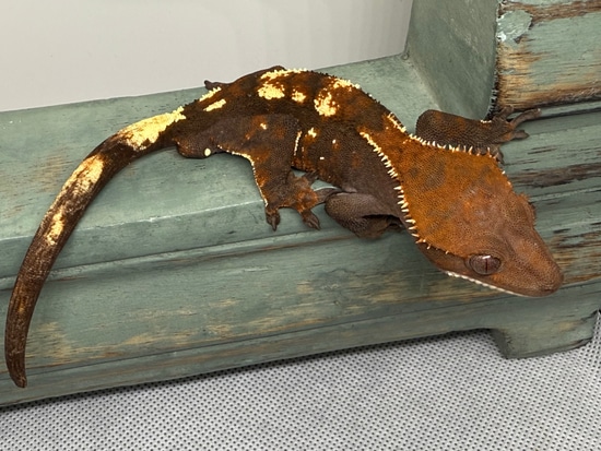 Sable Crested Gecko by Geckos of Knight