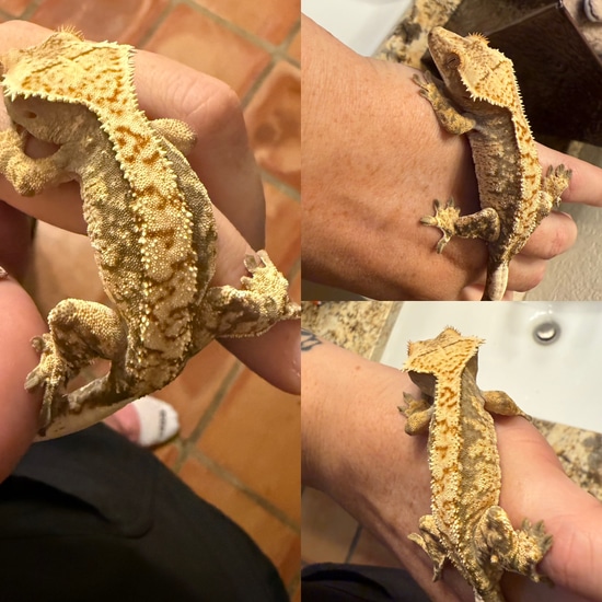 Tri Gecko Crested Gecko by Geckos of Knight