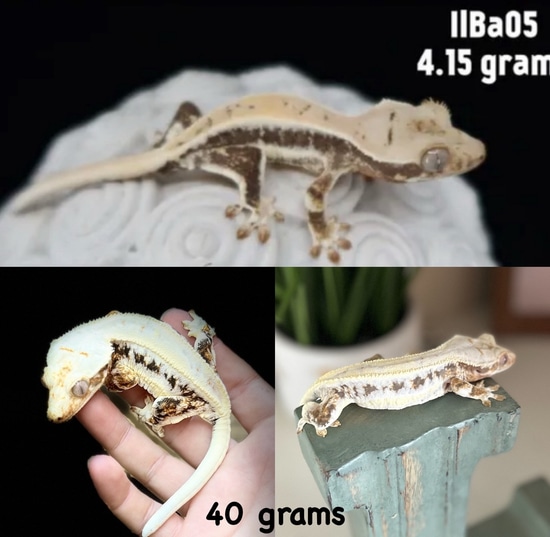 RTB High Coverage Lilly White Crested Gecko by Geckos of Knight
