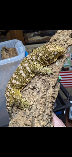 Pdv × Frosted Flakes Leachianus Gecko by The leachie lair