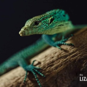The Lizard Kid's Reptile Company - MorphMarket
