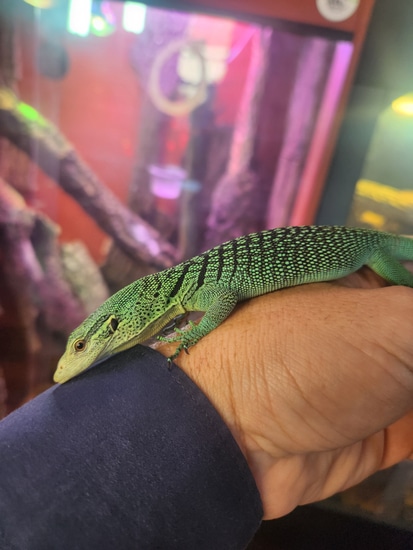 Captive Breed Green Tree Monitor Baby 👶 by The Lizard Kid's Reptile Company