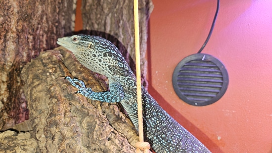 Long Term Captive Blue Tree Monitor by The Lizard Kid's Reptile Company