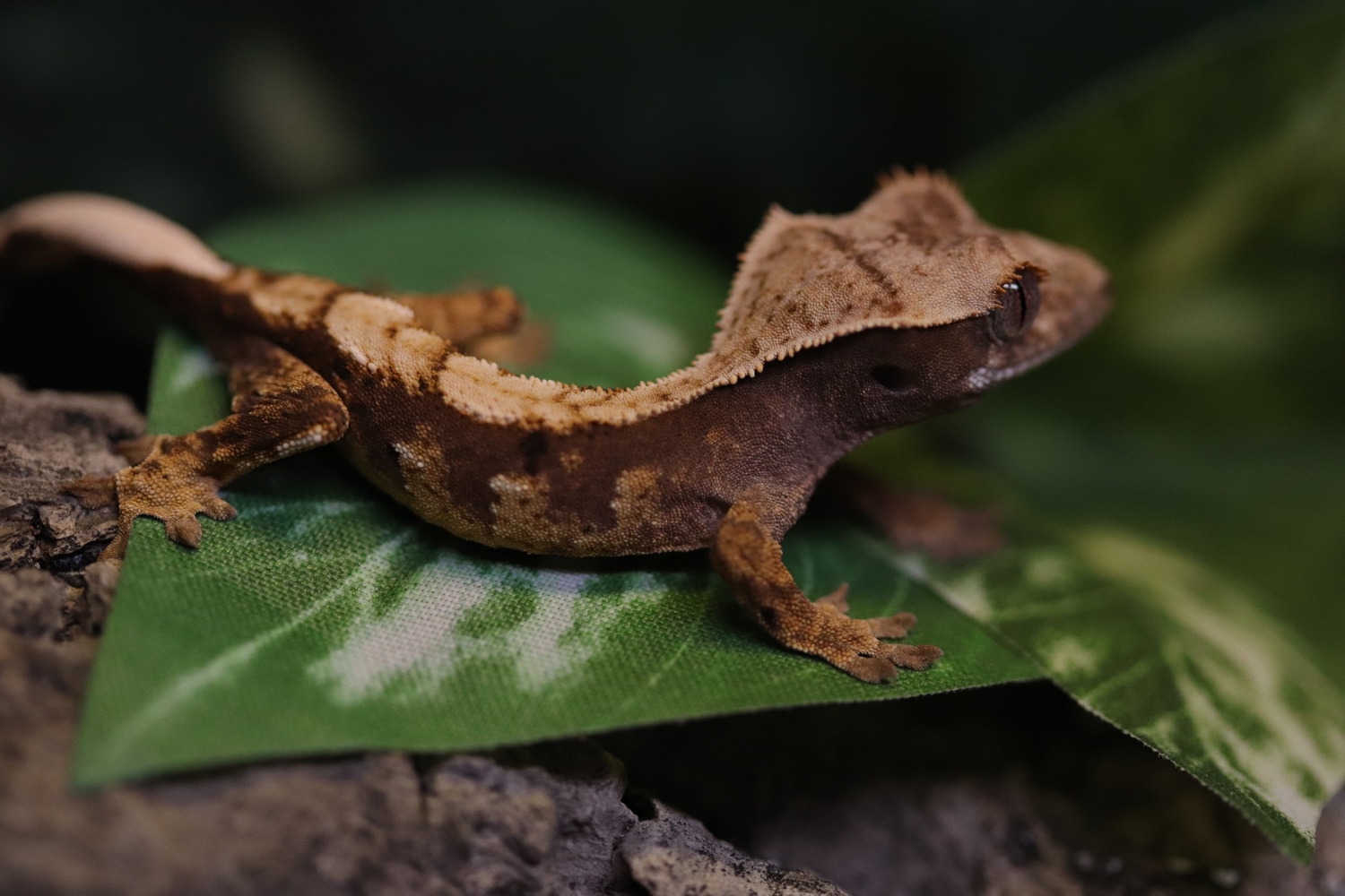 Soft Scale Harlequin Ink Spot Crested Gecko by Stuck On Exotics ...