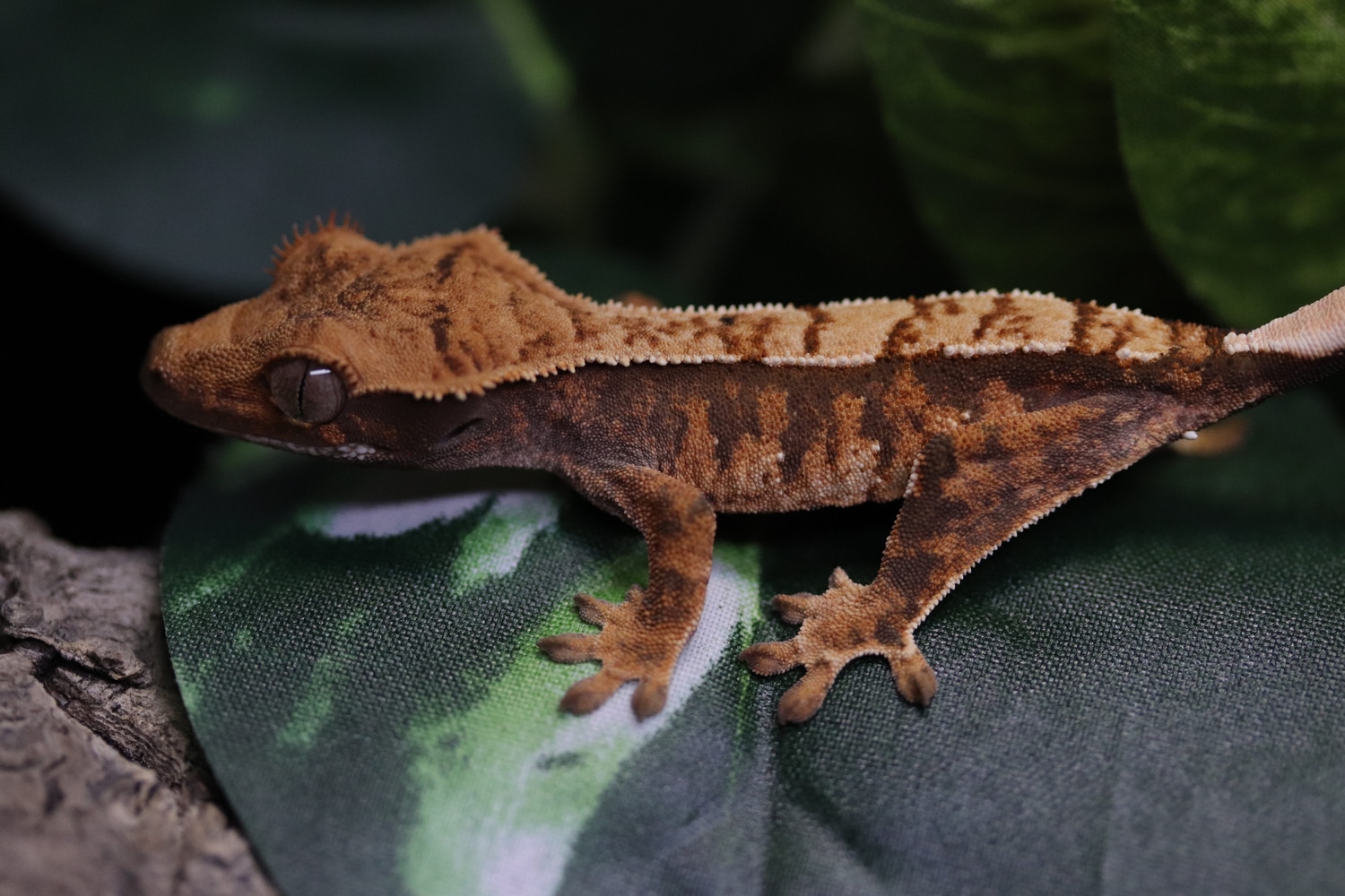 Extreme Tricolor Harlequin Crested Gecko by Stuck On Exotics - MorphMarket