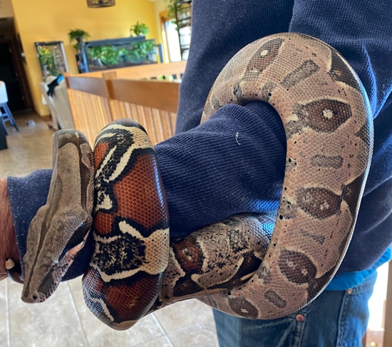 Guyana Red Tail Boa Boa Constrictor by Moncrief’s Reptiles